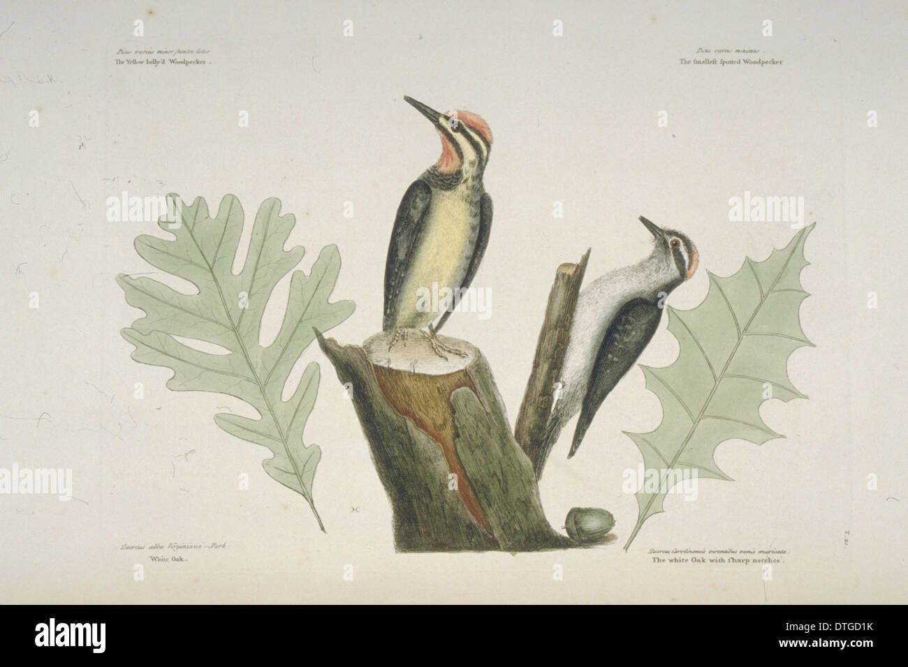Sphyrapicus varius,yellow-bellied sapsucker, Picoides pubescens,downy ...