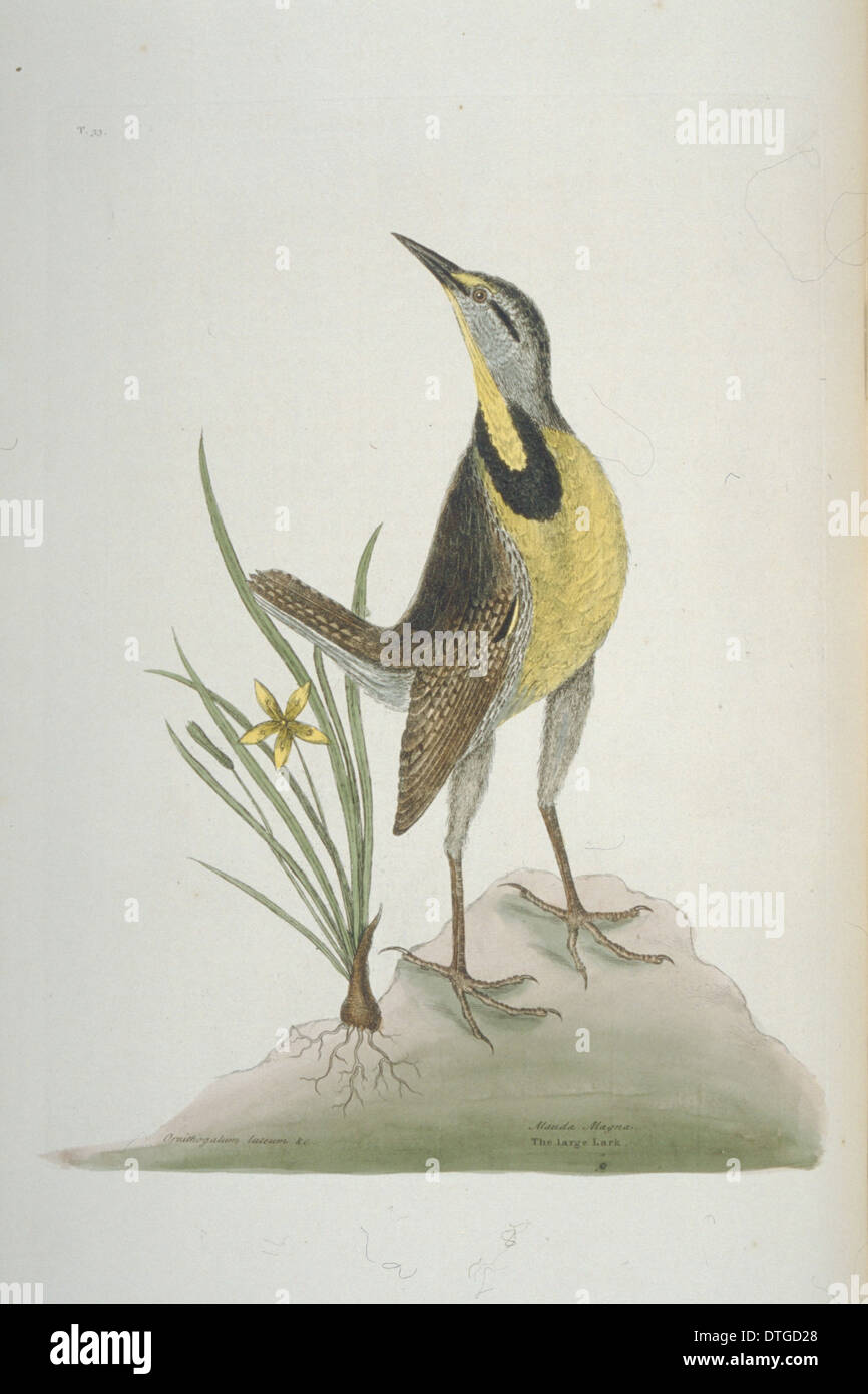 Bahama yellow throat hi-res stock photography and images - Alamy