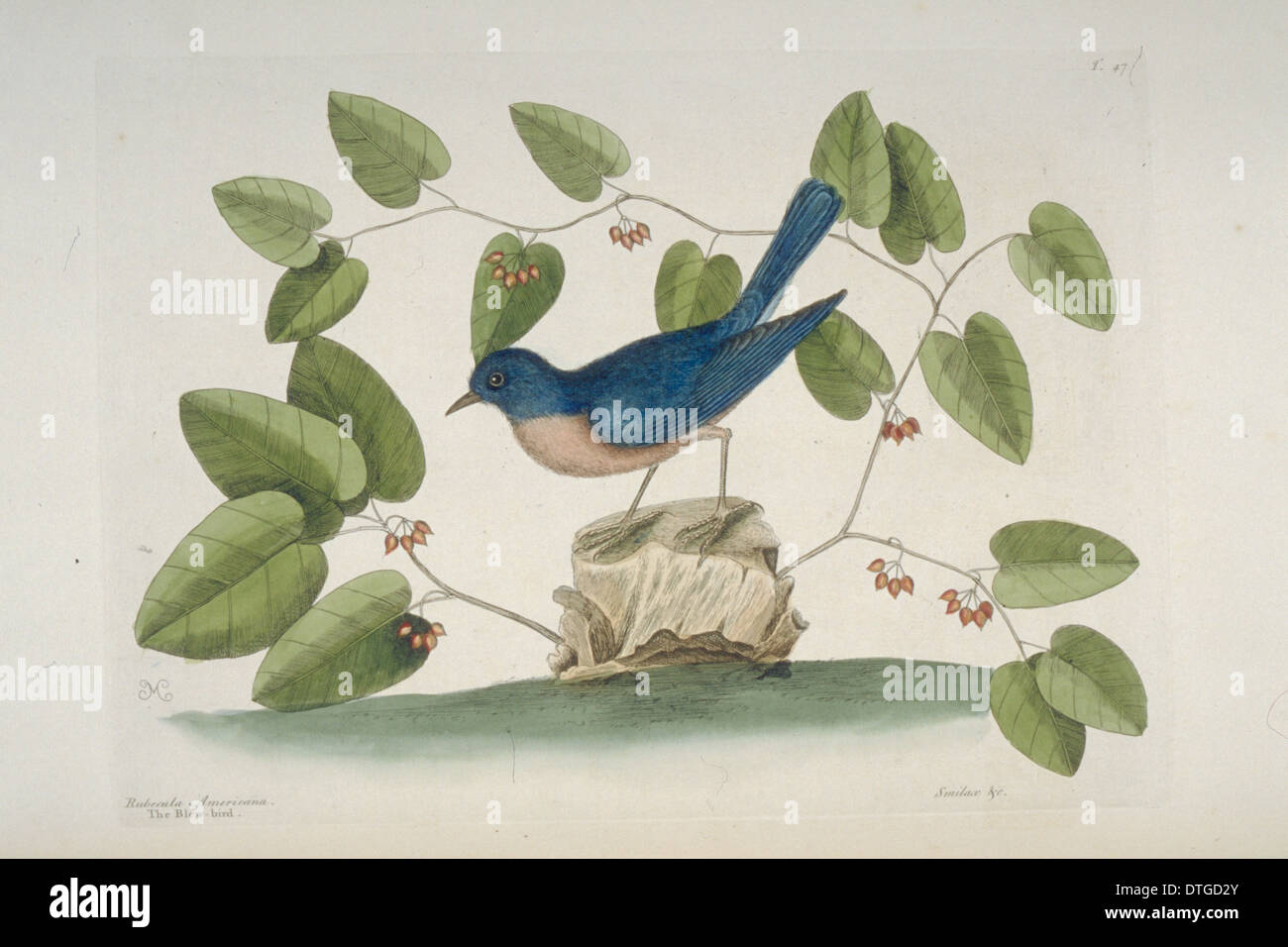 Sialia sialis, eastern bluebird Stock Photo - Alamy