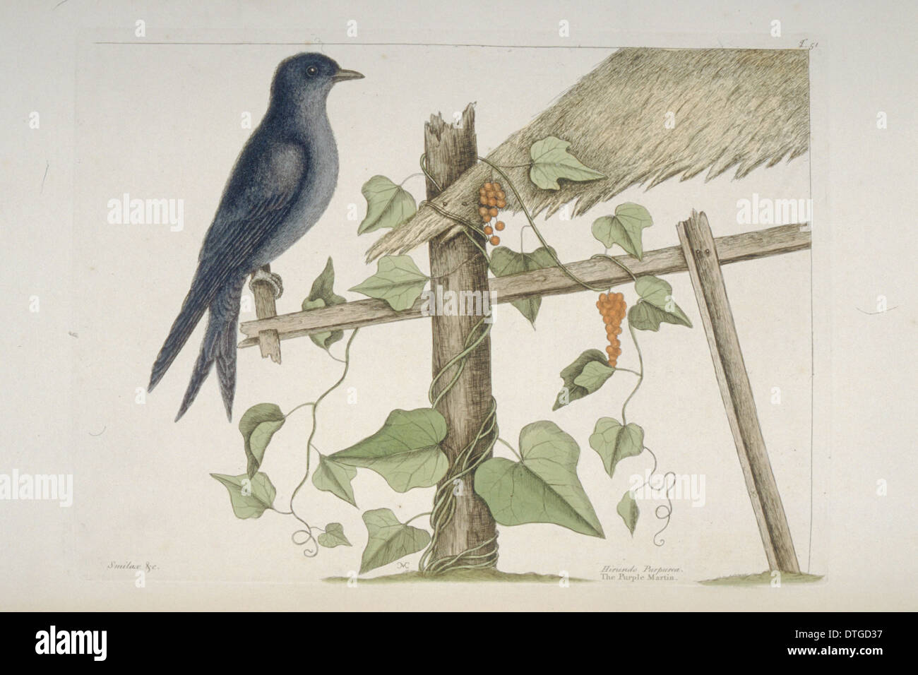 Progne subis, purple martin Stock Photo - Alamy