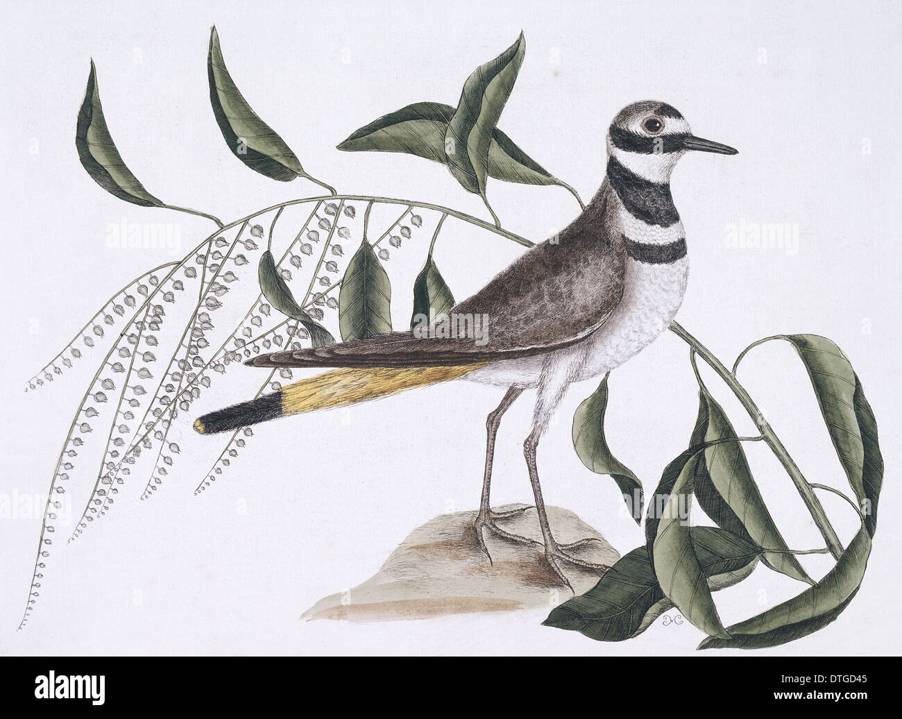 Charadrius vociferus, kildeer Stock Photo - Alamy