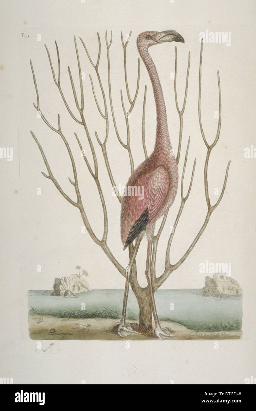 Flamingo anatomy hi-res stock photography and images - Alamy