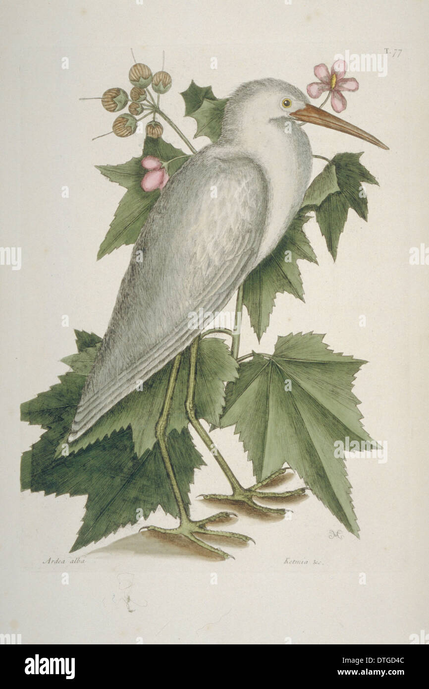 Great neck historical hi-res stock photography and images - Alamy