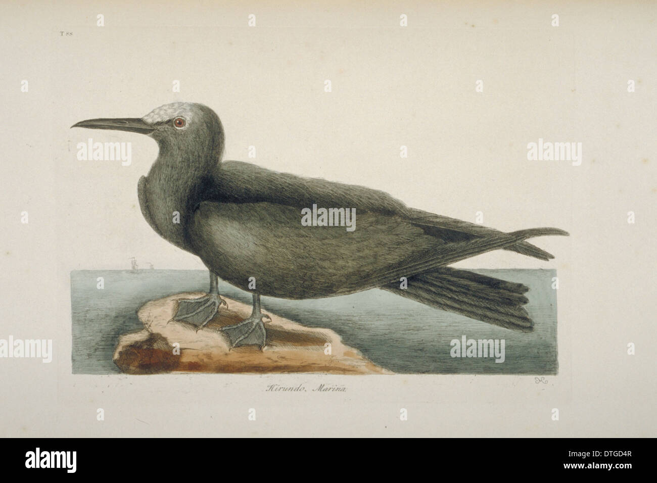 Anous stolidus, brown noddy Stock Photo - Alamy