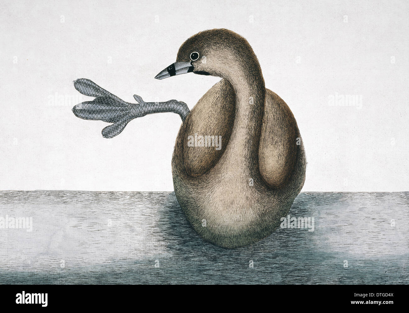 Podicipediformes podicipedidae podilymbus podiceps hi-res stock ...