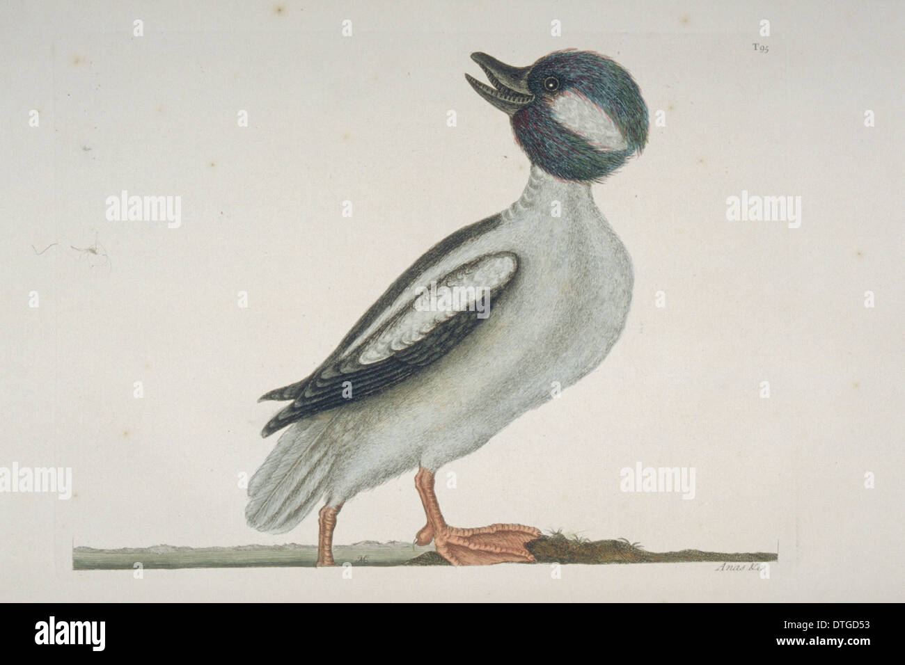 Bucephala albeola, bufflehead Stock Photo - Alamy