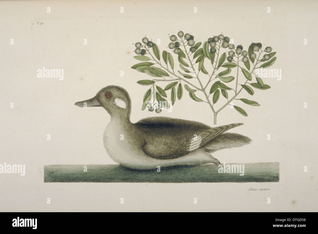 Bucephala albeola, bufflehead Stock Photo - Alamy