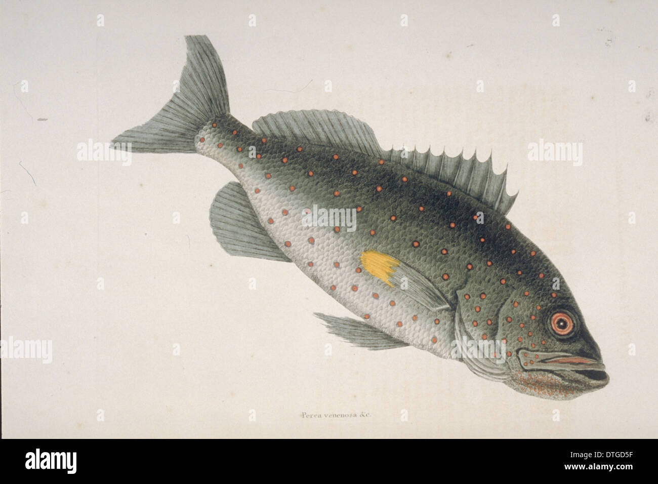 Sebastes sp. rockfish Stock Photo - Alamy