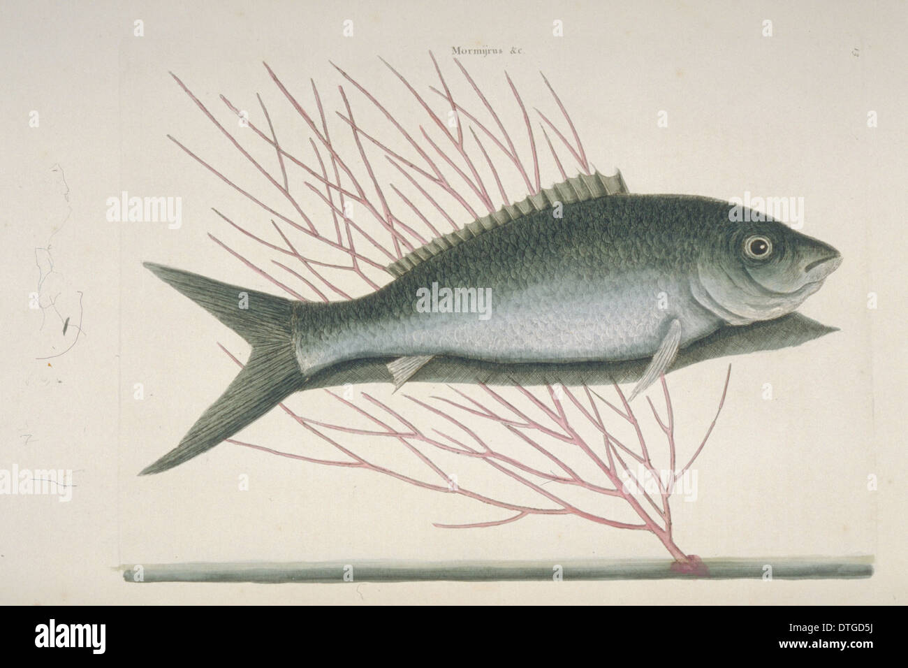 Mormyrus ex cinereo nigricans, bone-fish Stock Photo - Alamy