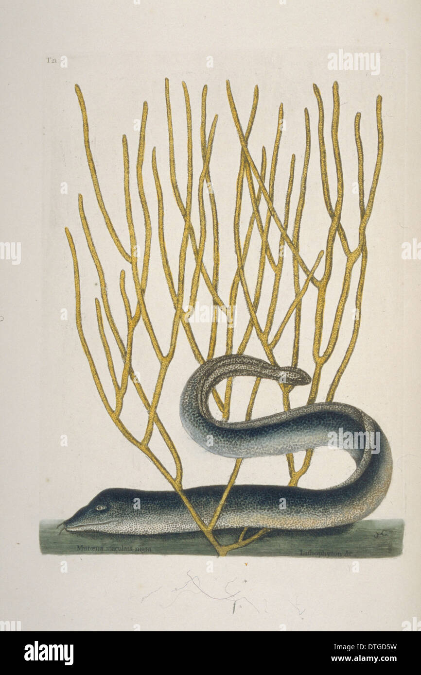 Anguilliform body hi-res stock photography and images - Alamy