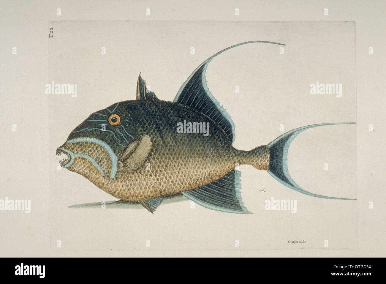 Balistes vetula hi-res stock photography and images - Alamy