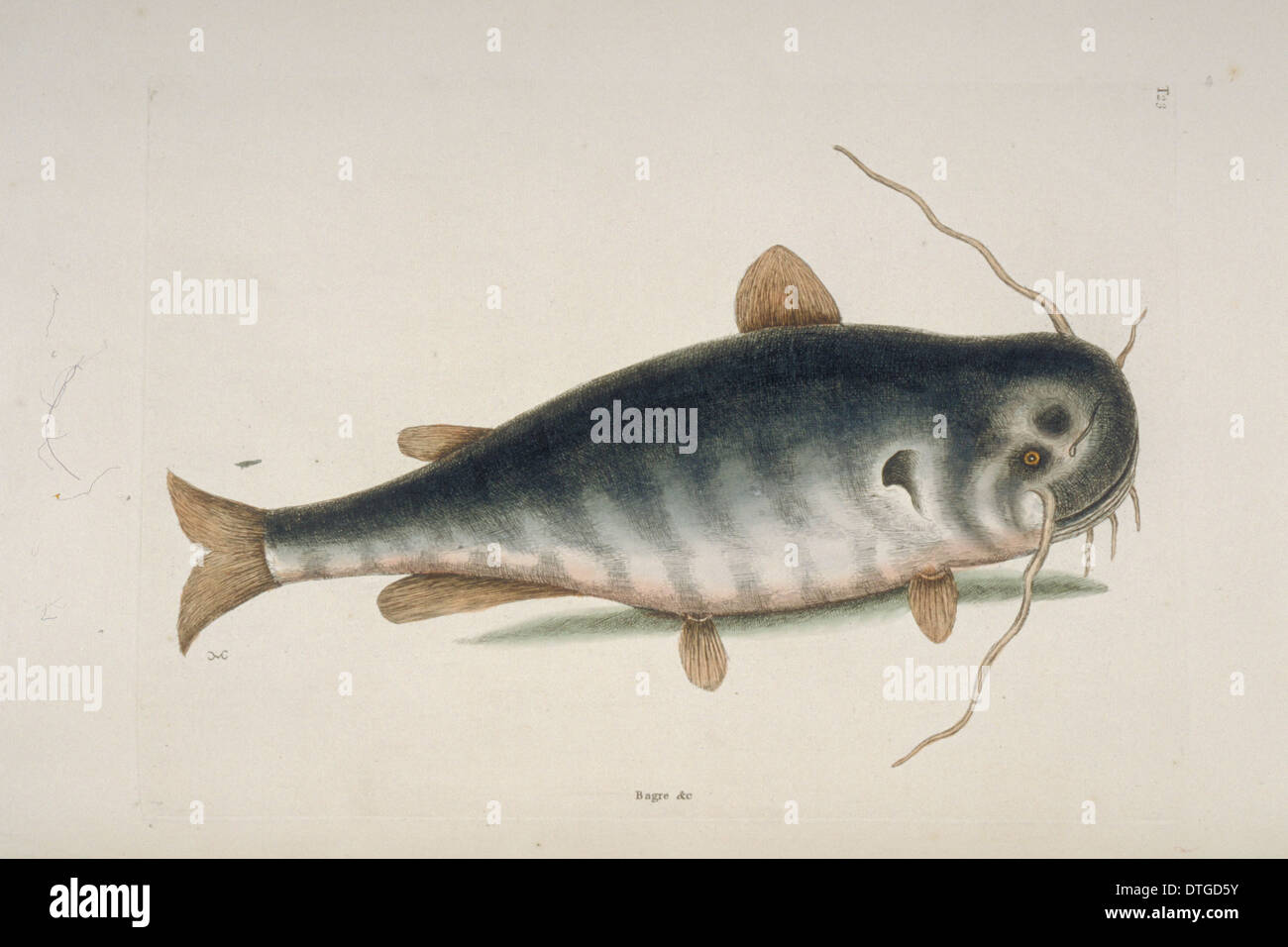Ictalurus punctatus, river catfish Stock Photo - Alamy