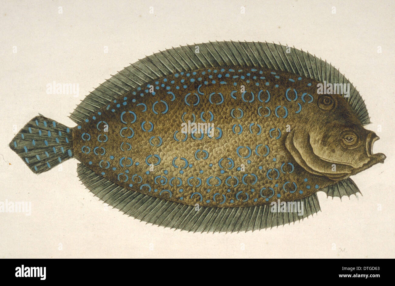 Soleidae hi-res stock photography and images - Alamy