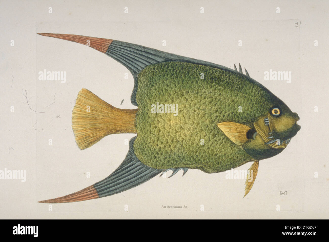 Queen angel fish illustration hi-res stock photography and images - Alamy