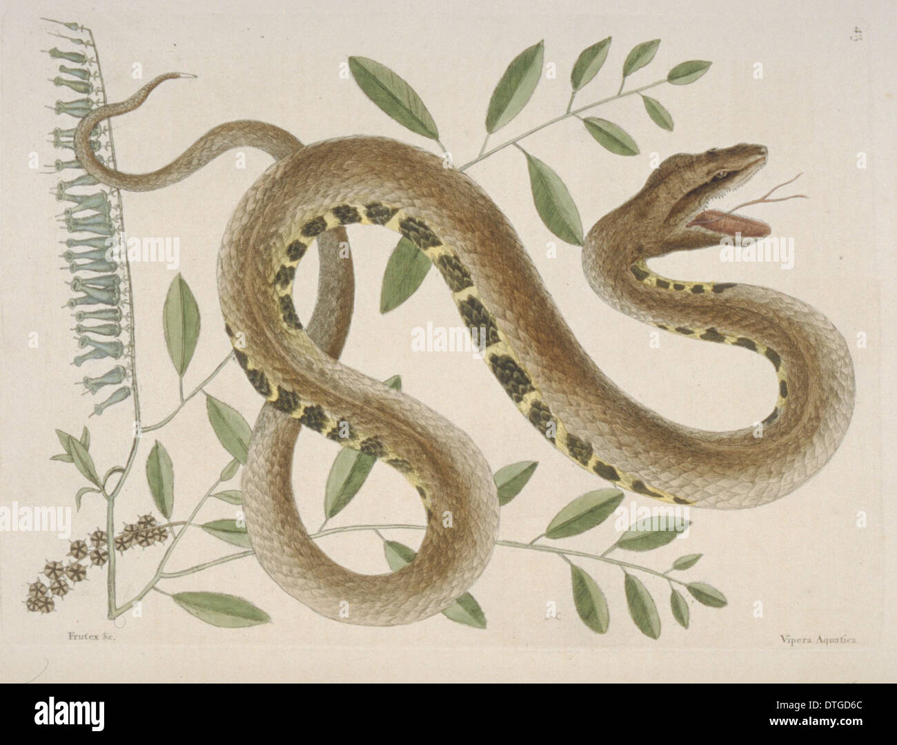 Crotalus sp., water viper Stock Photo - Alamy