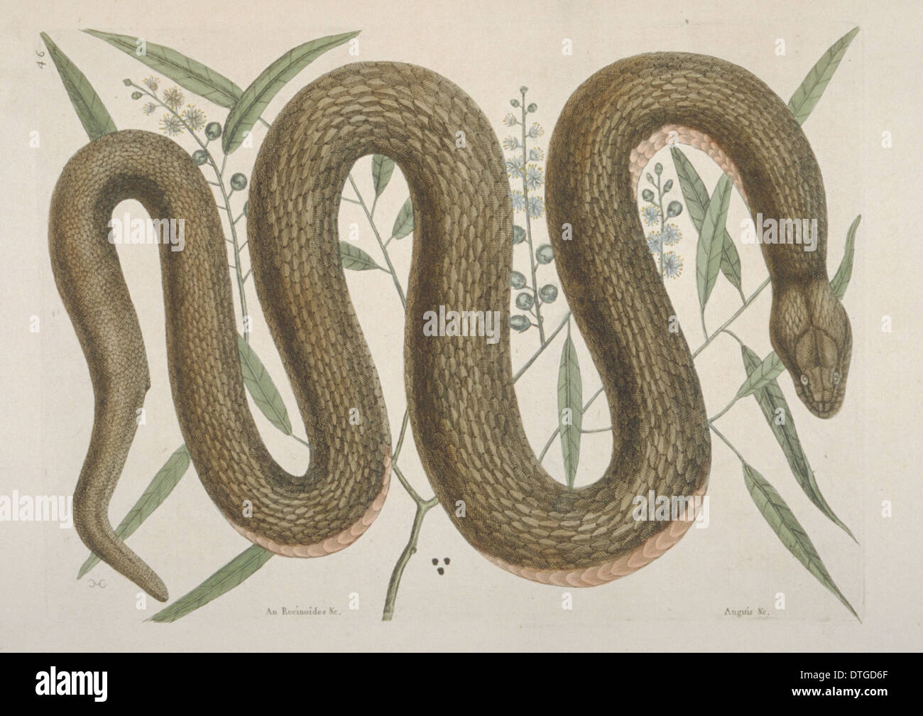 Bahamas snake hi-res stock photography and images - Alamy