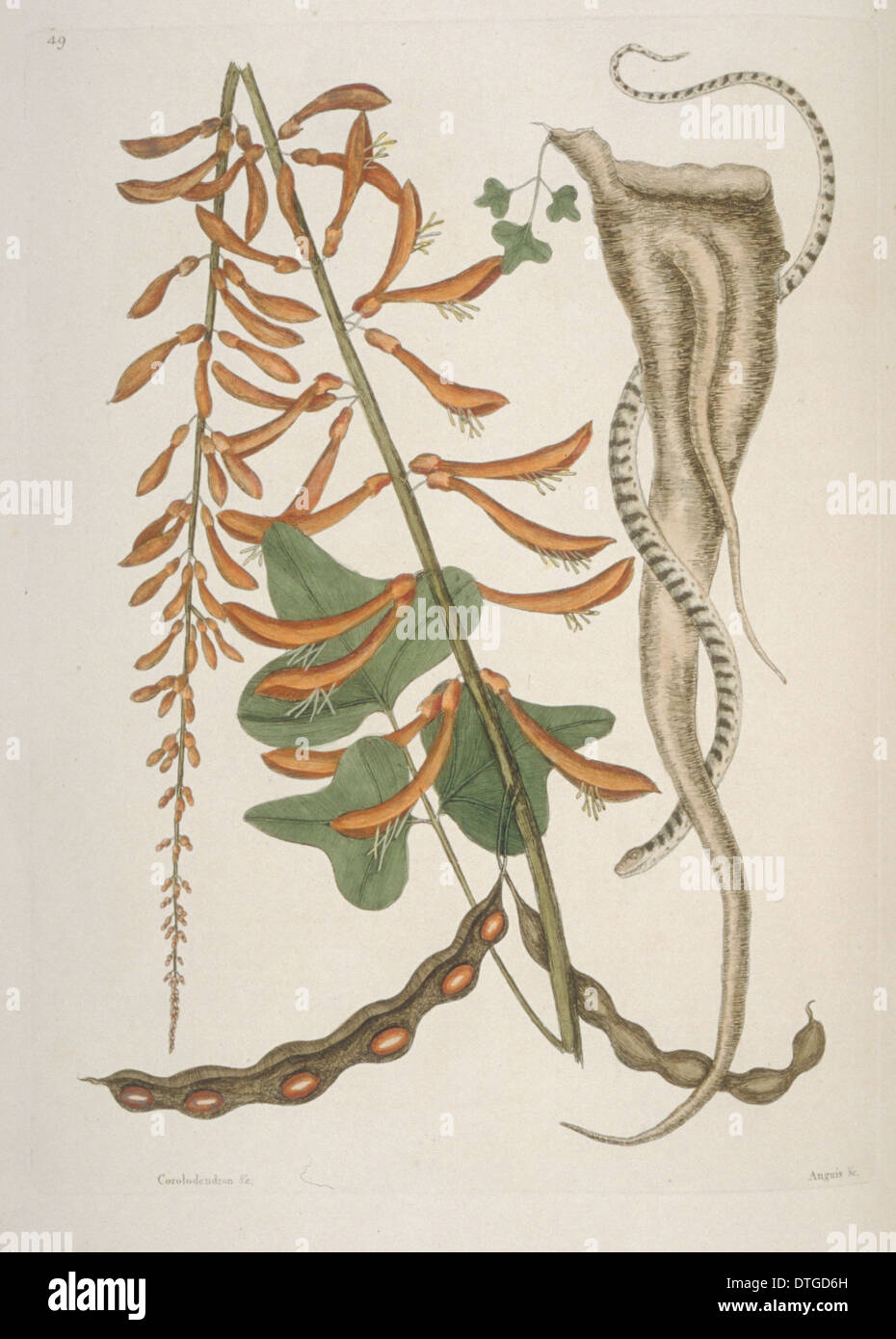 Storeria sp., brown snake Stock Photo - Alamy