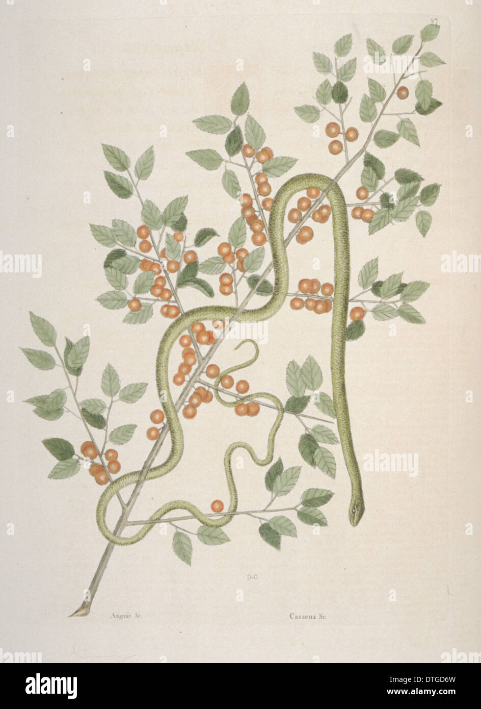 Opheodrys sp., green snake Stock Photo - Alamy