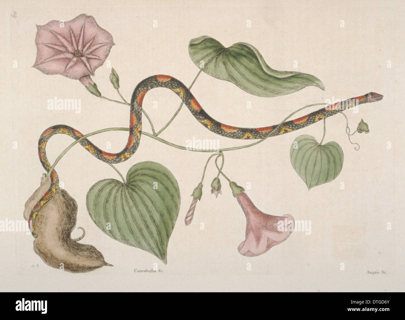 Cemophora coccinea, scarlet snake Stock Photo - Alamy