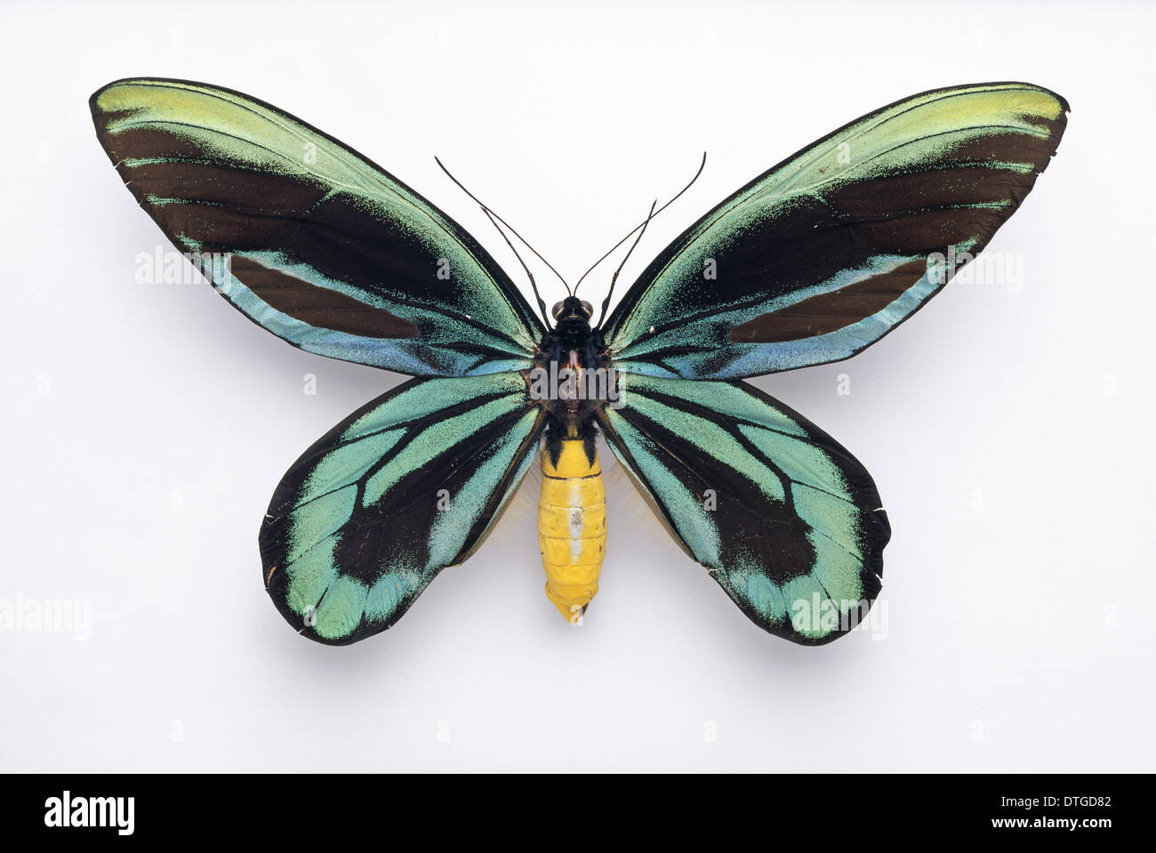 Ornithoptera alexandrae, Queen Alexandra's birdwing butterfly Stock ...