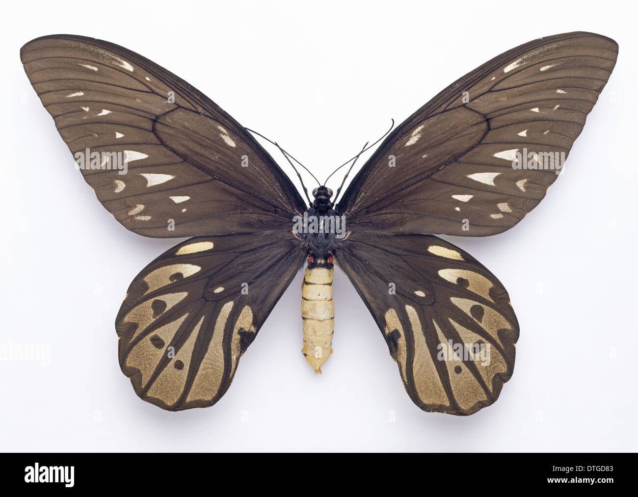 Queen alexandra's birdwing butterfly hi-res stock photography and ...