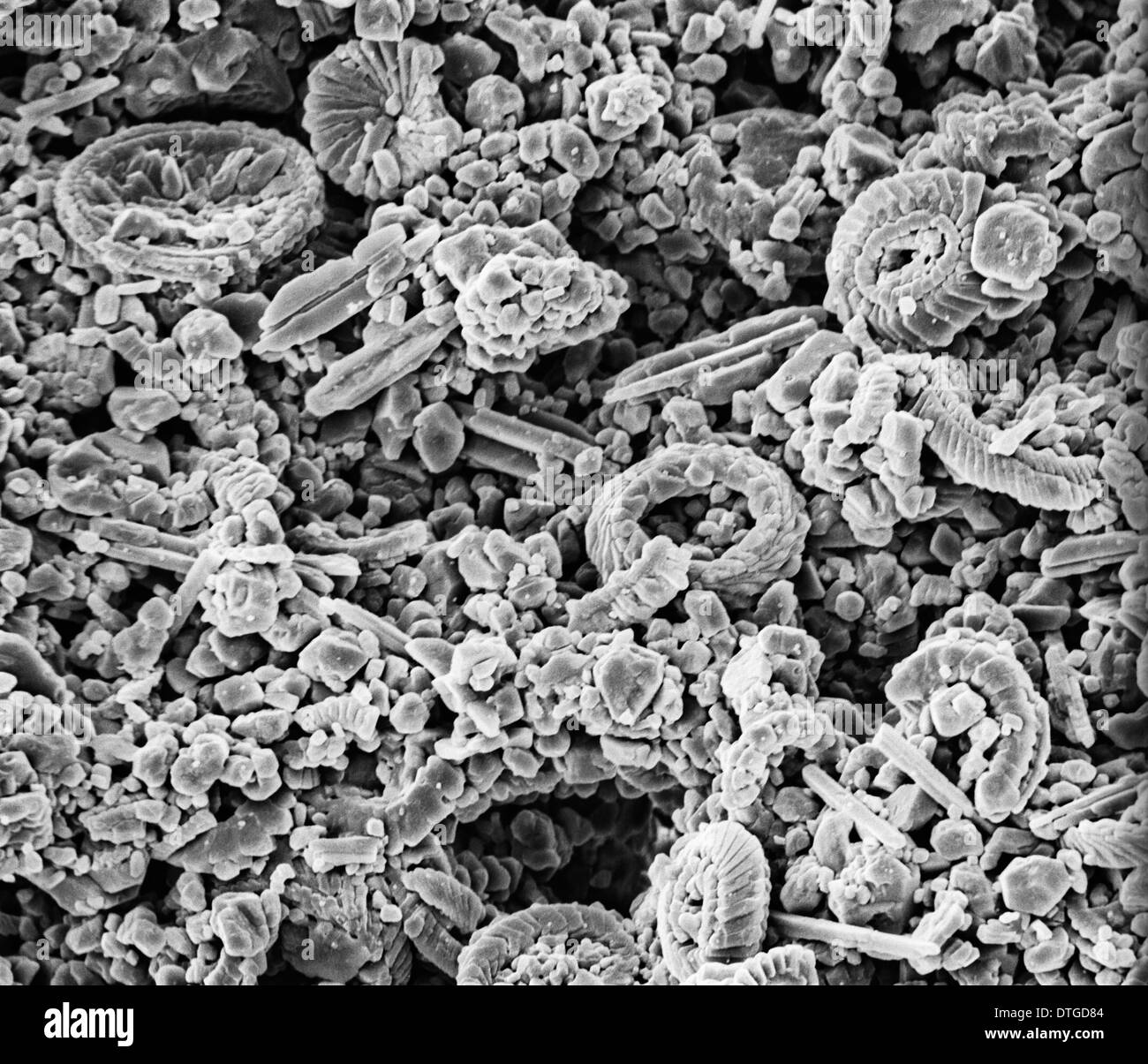 Haptophyta hi-res stock photography and images - Alamy