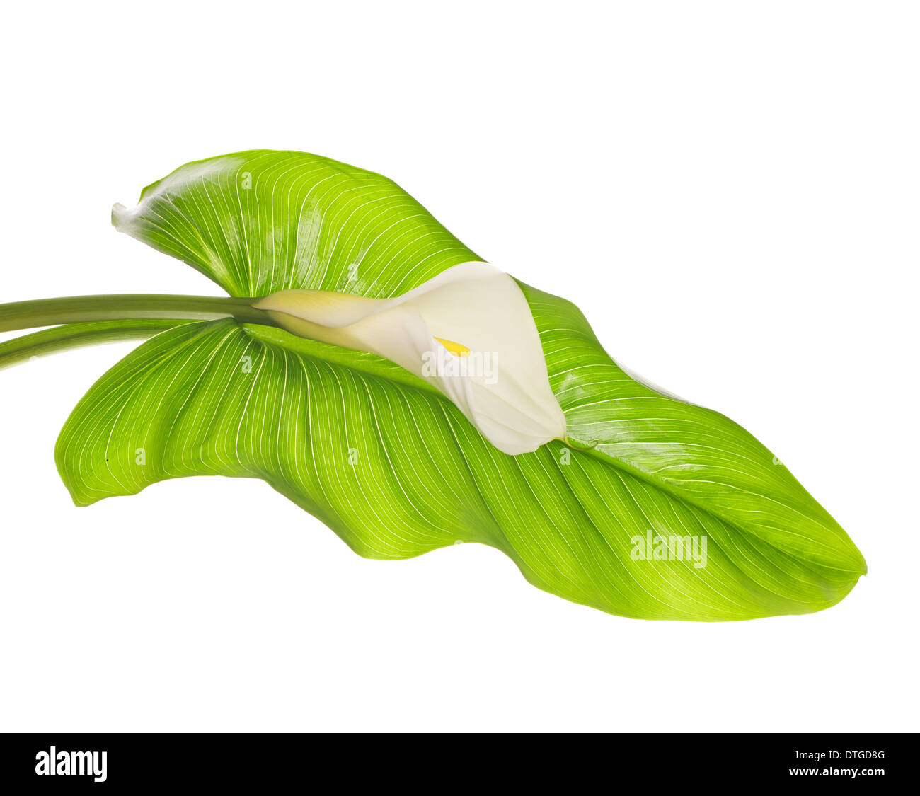 White Calla lilies with leaf isolated on a white background Stock Photo ...
