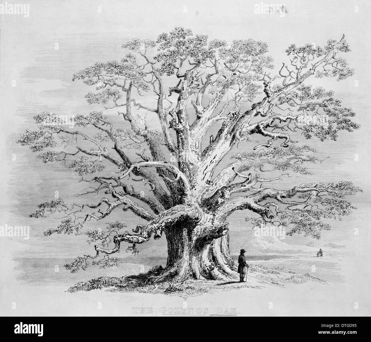 White Oak Tree Drawing