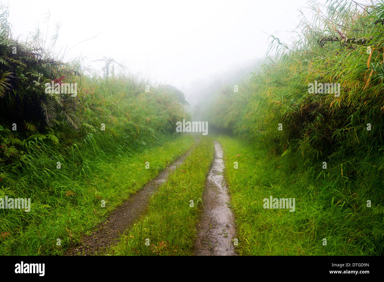 A remote, countryside dirt road lined with green foliage during a foggy ...