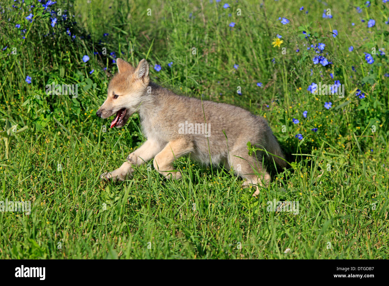 Wolf, cub, 8 weeks / (Canis lupus Stock Photo - Alamy