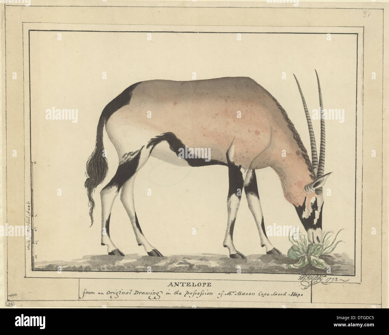 Antelope drawing hi-res stock photography and images - Alamy