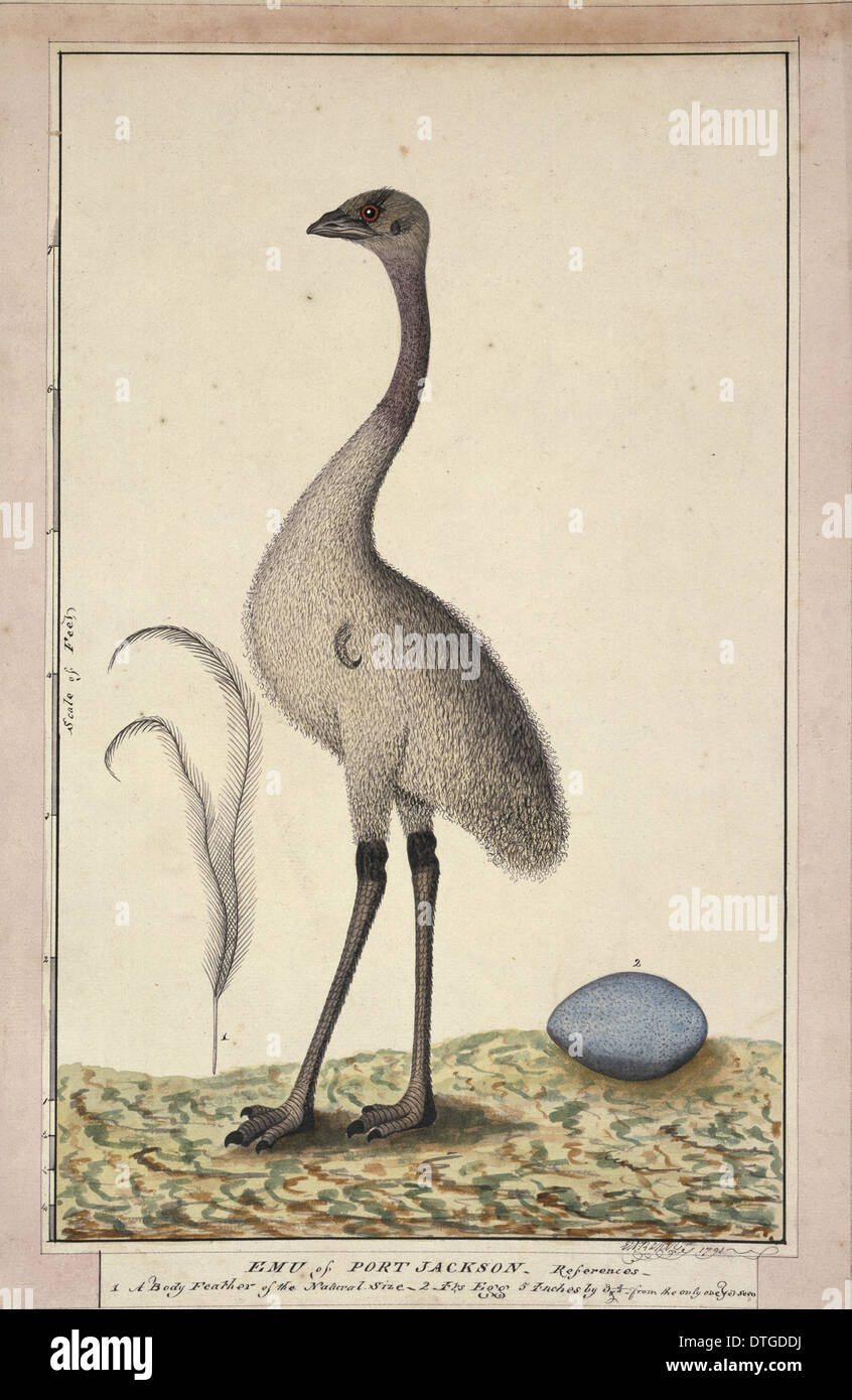 Dromaius novaehollandiae, emu Stock Photo - Alamy