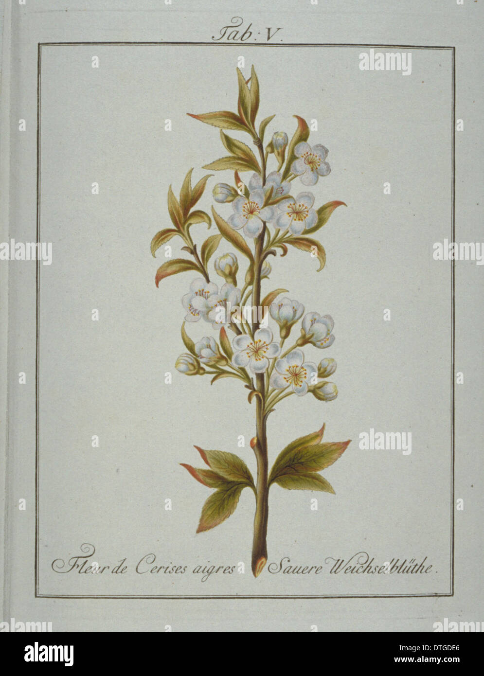 Prunus emarginata, flower of bitter cherry Stock Photo - Alamy