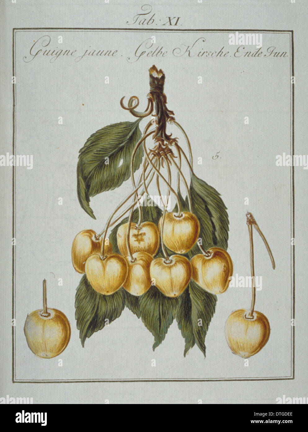 Prunus sp., yellowheart cherry Stock Photo - Alamy