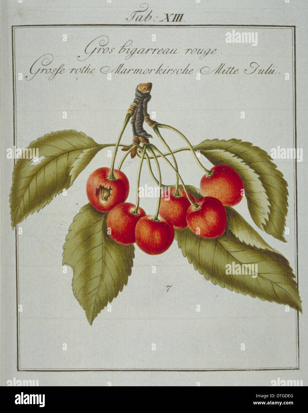 Prunus sp., large red whiteheart cherry Stock Photo - Alamy