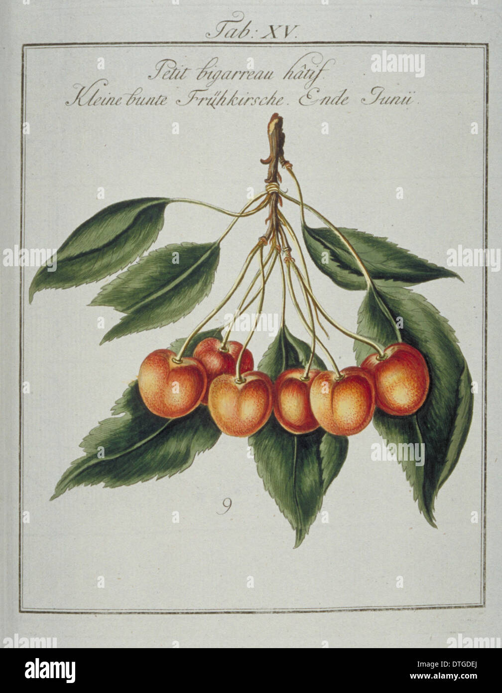 Prunus sp., small early whiteheart cherry Stock Photo - Alamy