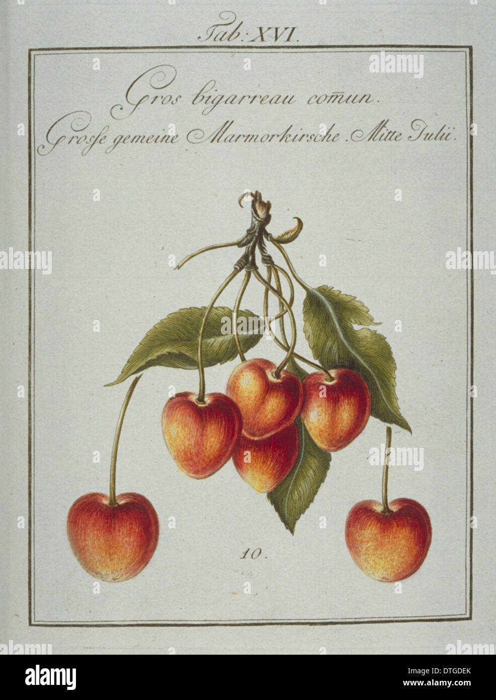 Prunus sp., large common whiteheart cherry Stock Photo - Alamy