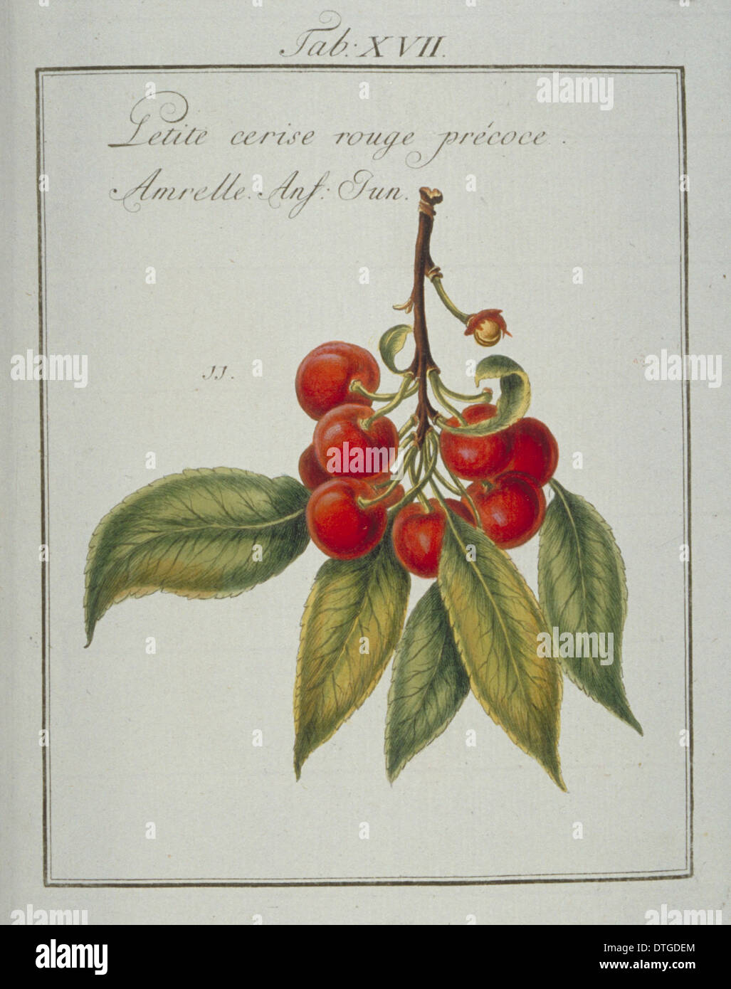 Prunus sp., small early red cherry Stock Photo - Alamy