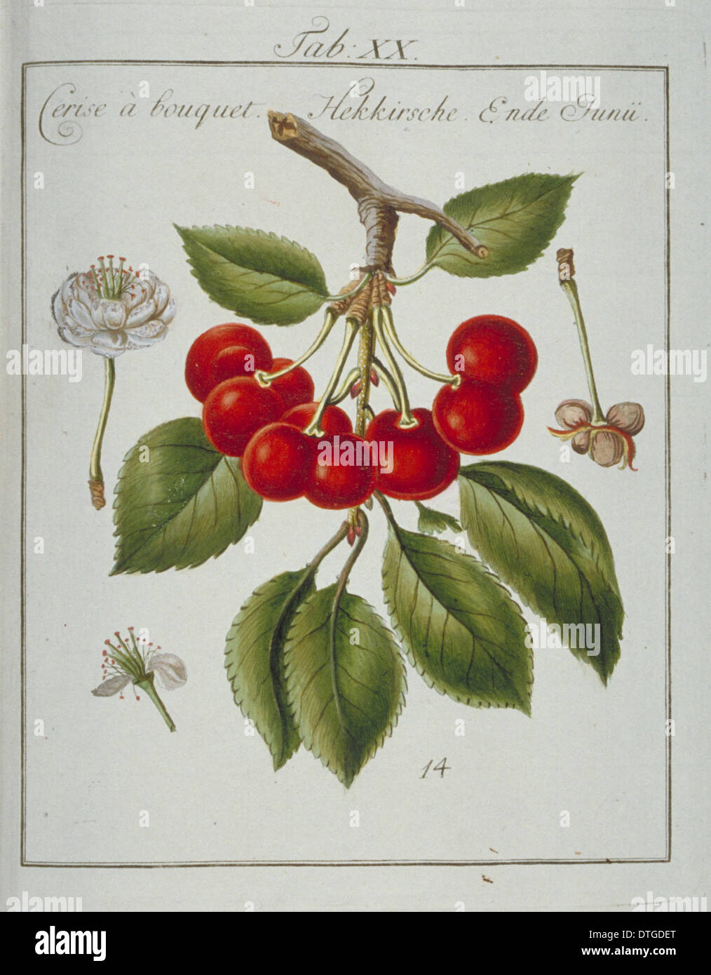 Prunus sp., bunched cherry Stock Photo - Alamy