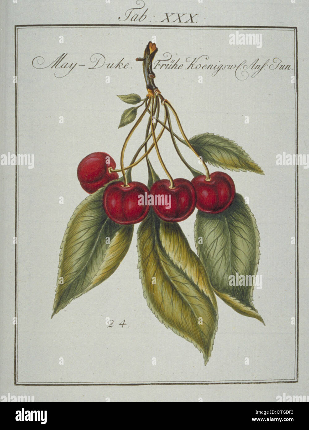 Prunus gondouinii may duke cherry hi-res stock photography and images ...