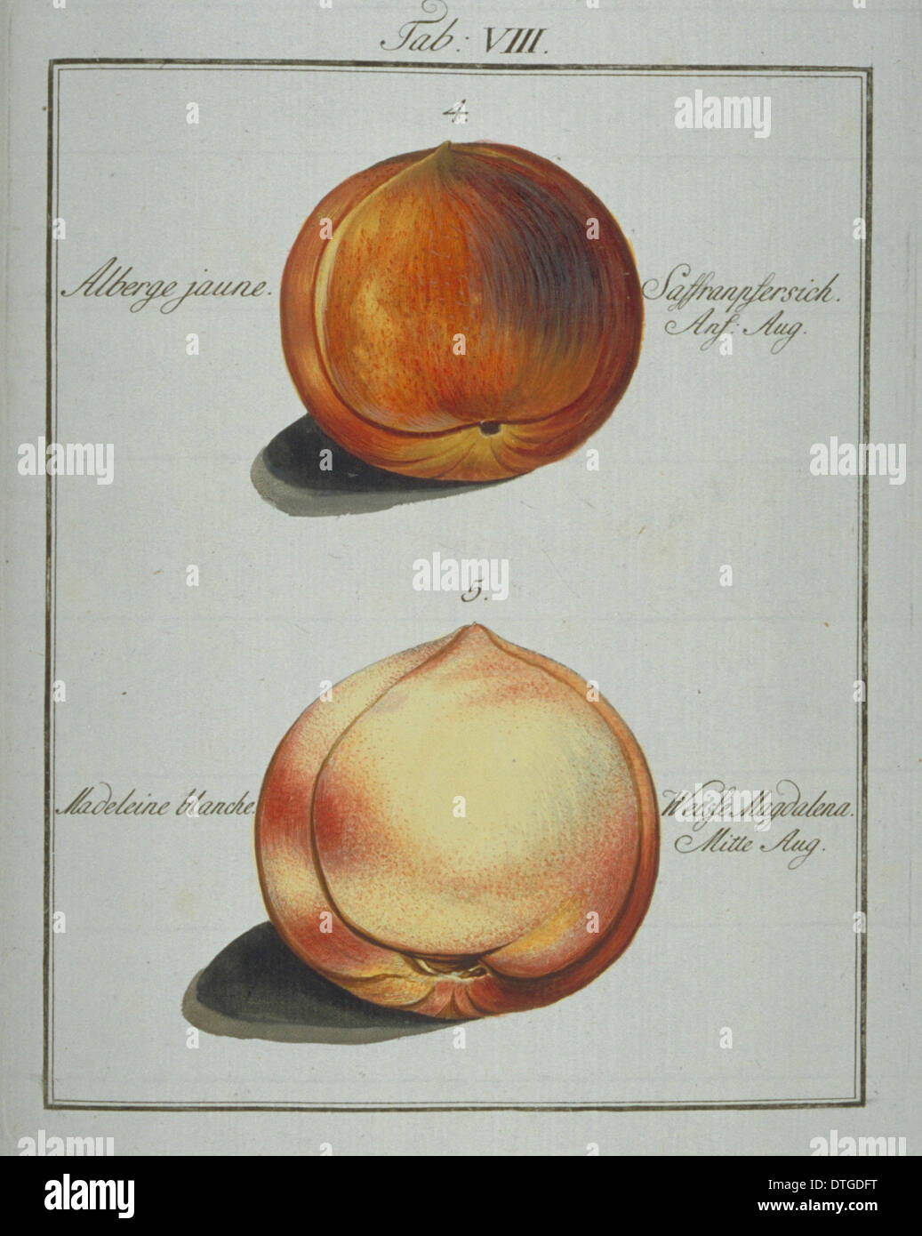 Prunus sp., (4) yellow clingstone peach (5) madeleine peach Stock Photo ...