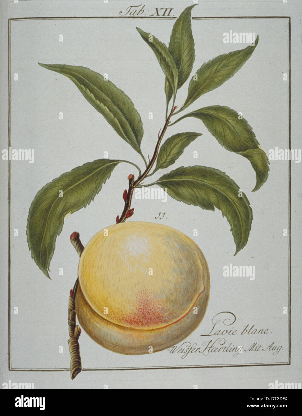 Prunus persica, white clingstone peach Stock Photo - Alamy