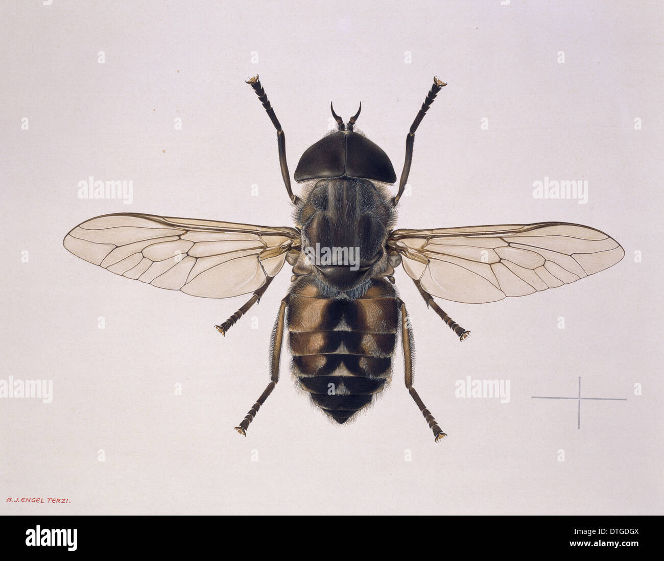 Tabanid fly hi-res stock photography and images - Alamy