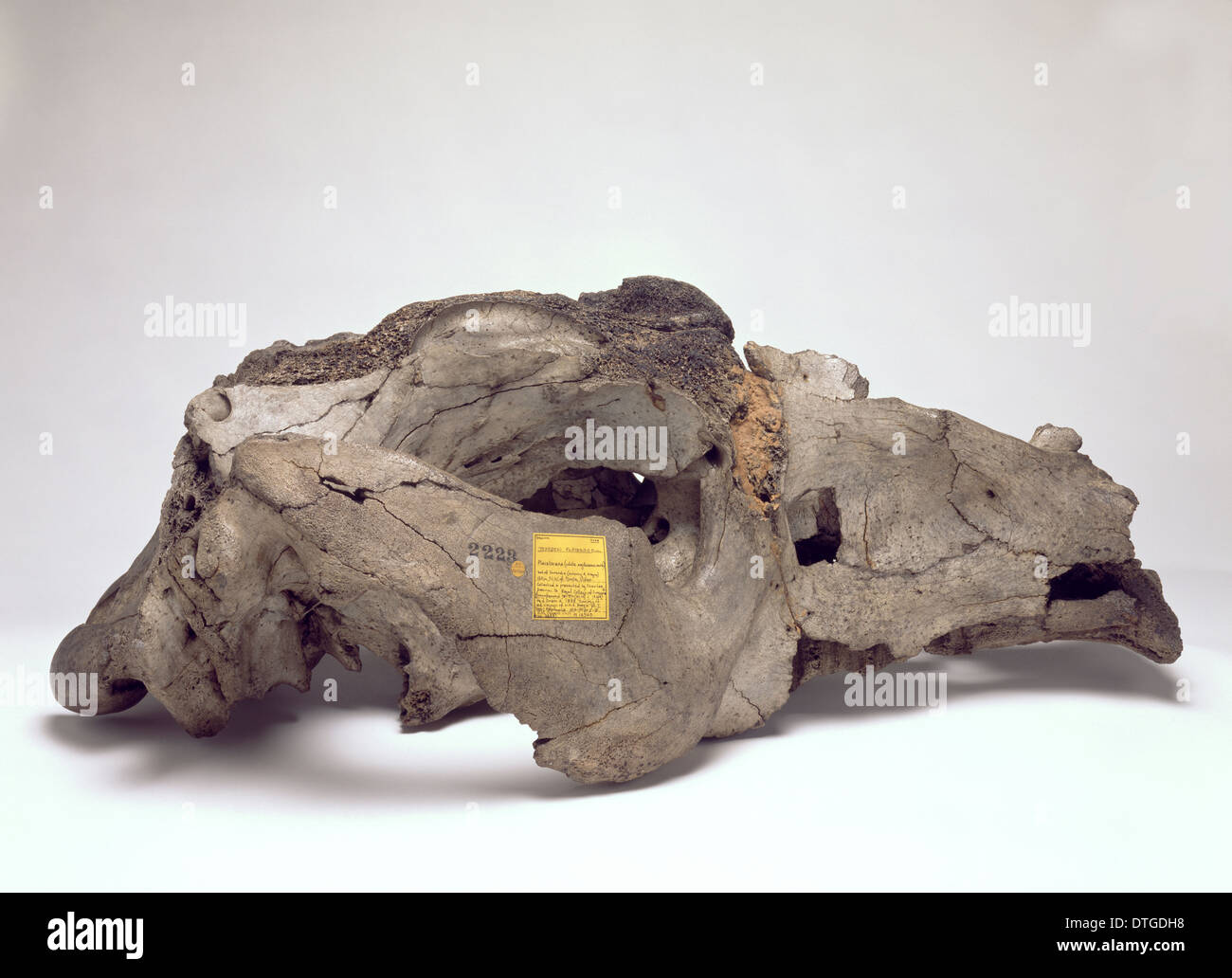 Skull of Toxodon platensis Stock Photo - Alamy