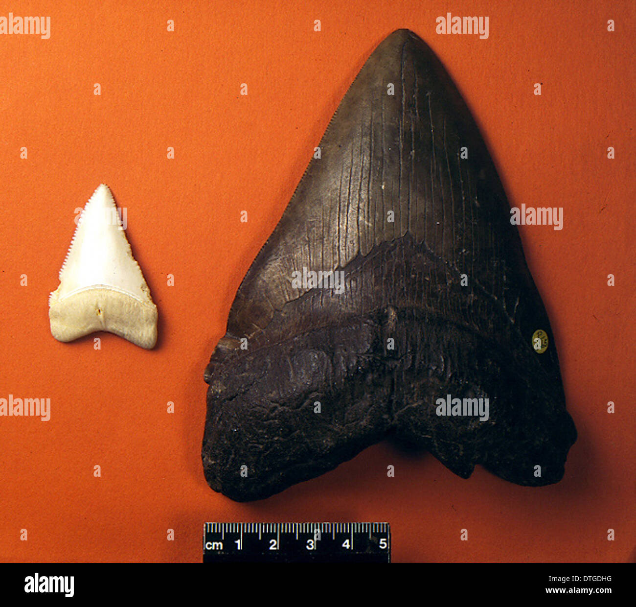 Fish anatomy comparison hi-res stock photography and images - Alamy