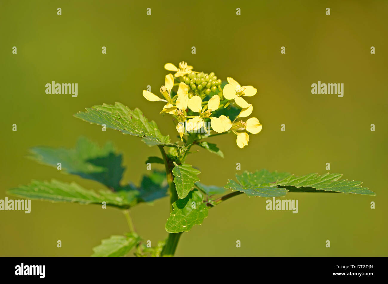 Wild Mustard, Field Mustard, Charlock Mustard or Corn Mustard (Sinapis ...