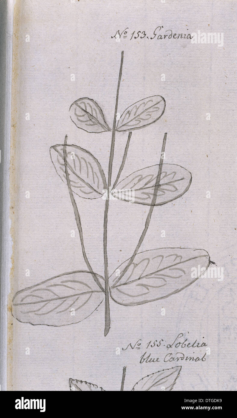Part Of Jane Colden's Work Involved Collecting Plant Specimens at ...
