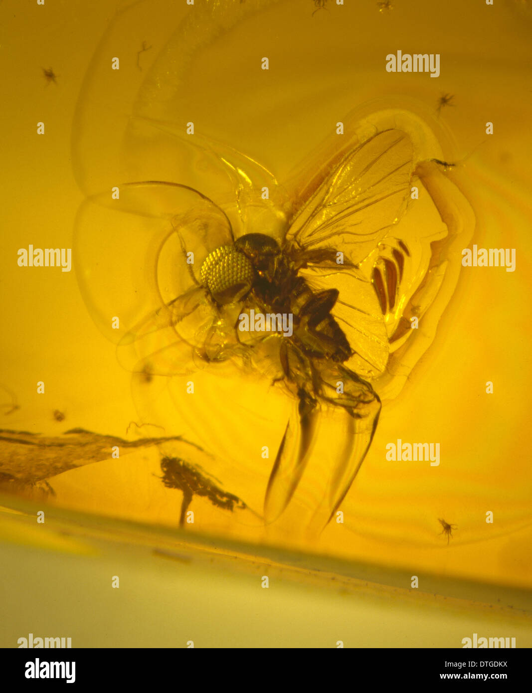 Black fly in Baltic amber Stock Photo - Alamy