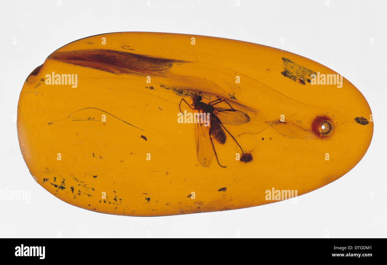 Insect in amber hi-res stock photography and images - Alamy