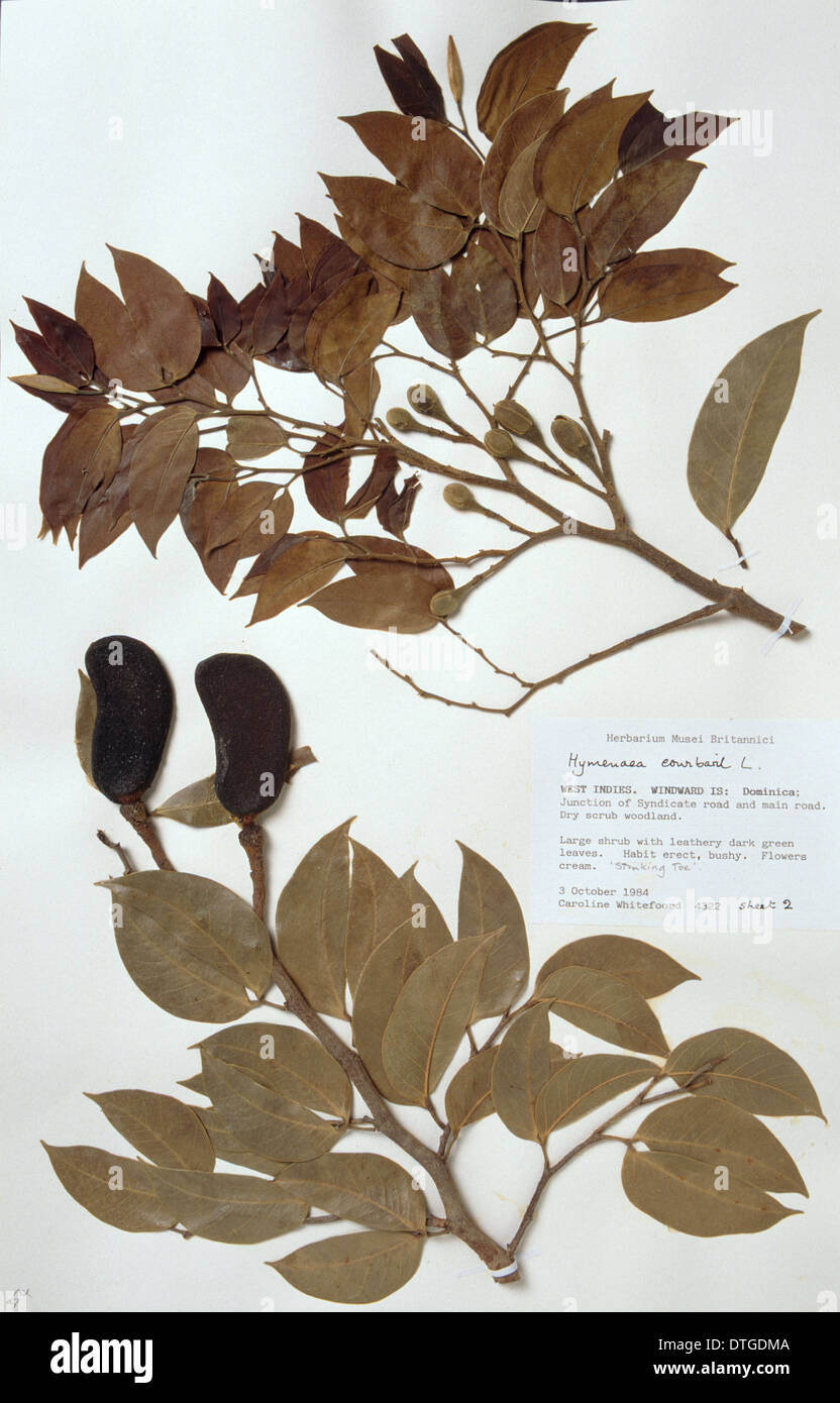 Hymenaea courbaril jatoba tree hi-res stock photography and images - Alamy